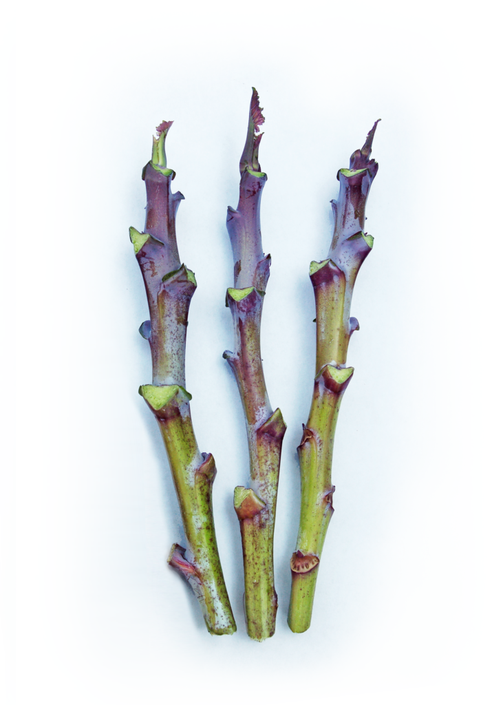 3 Purple Tree Collard Cuttings - Project Tree Collard